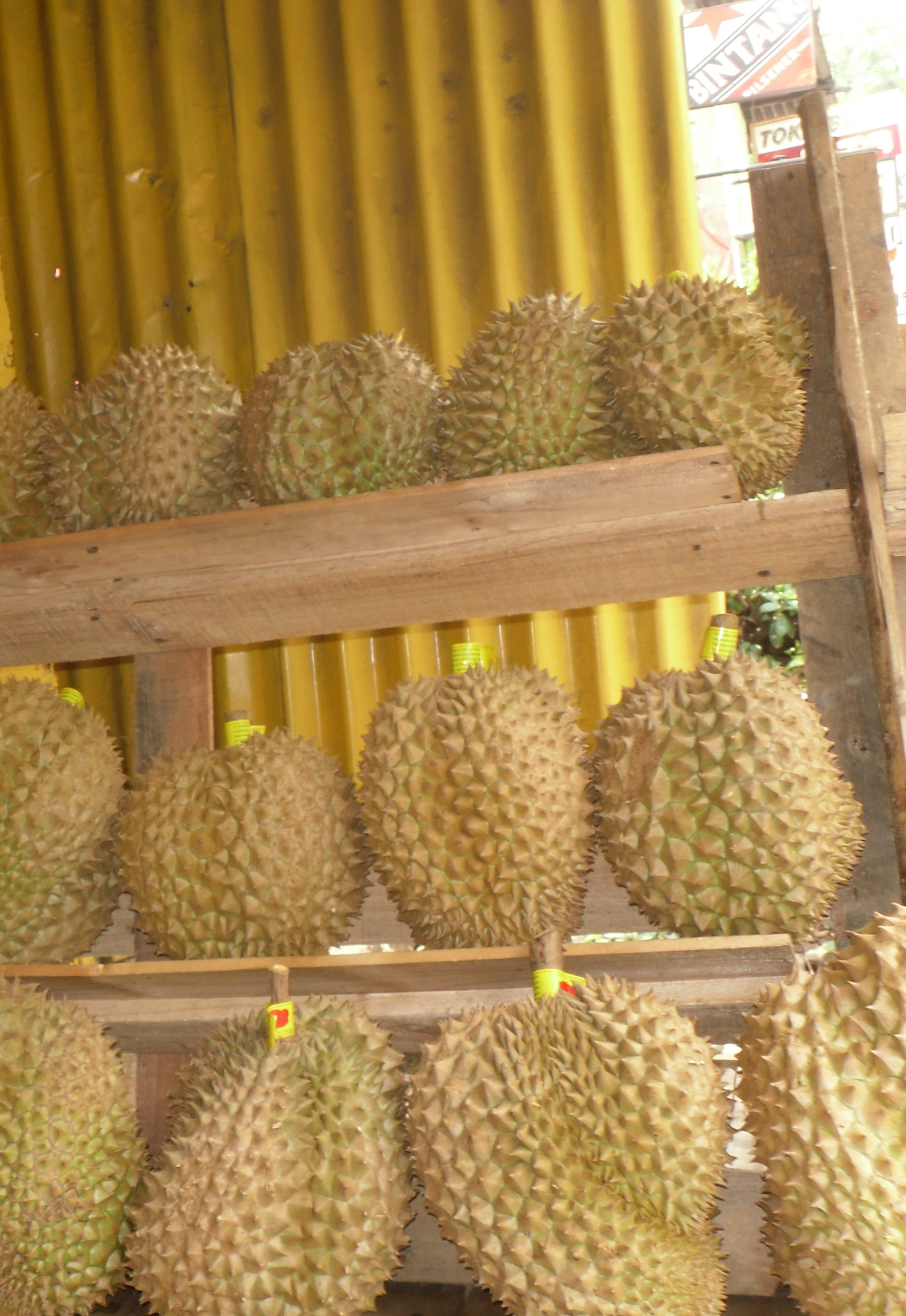 New City, New Field Partner: Settling into the “Big Durian” (Part 1 of ...