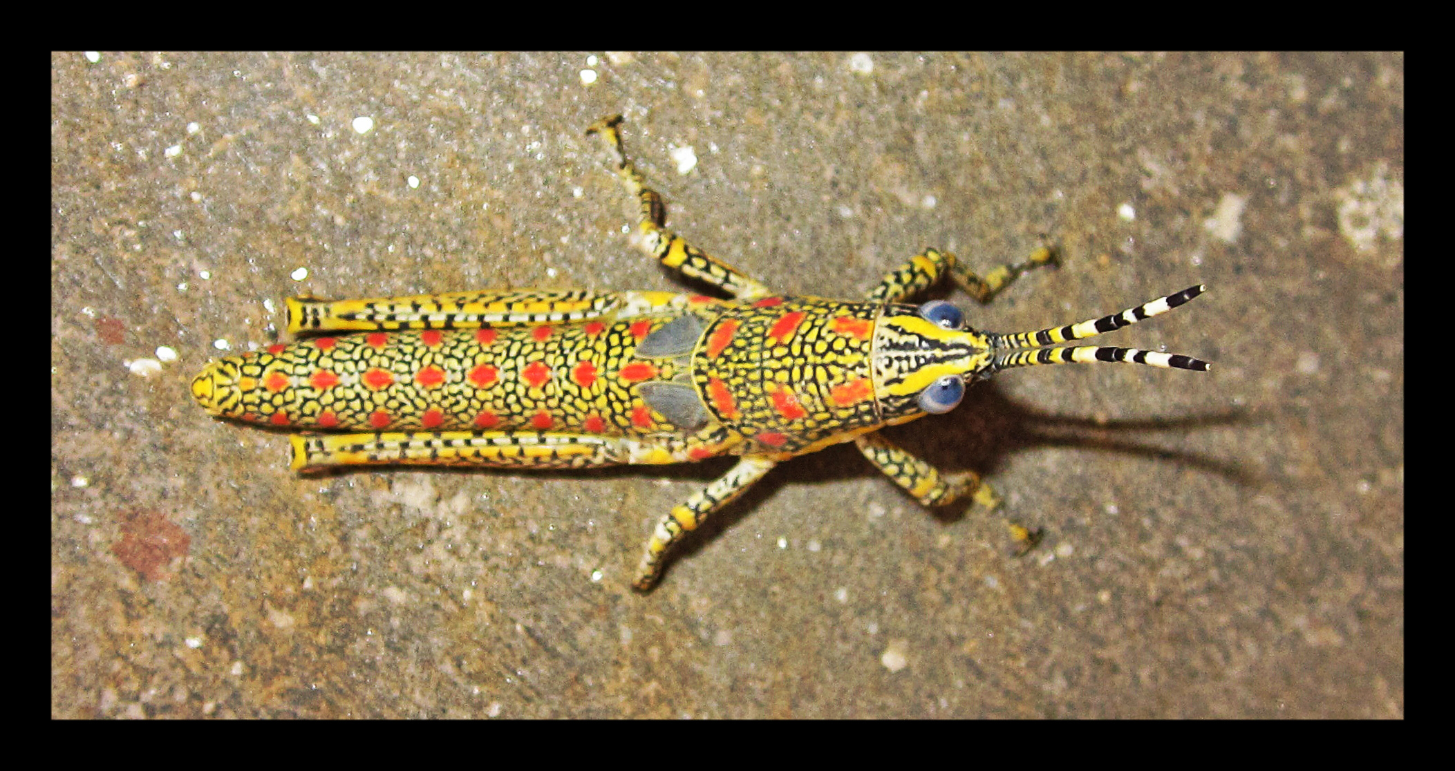 Pakistan: A lizard in the hand is worth several in the bush | Kiva