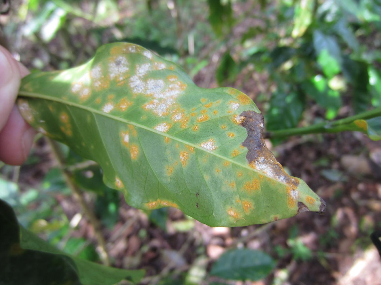 Saving Coffee in Costa Rica | Kiva