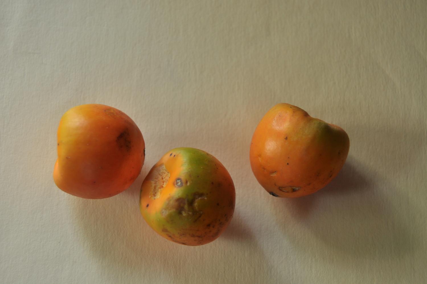 PEJIBAYE: The sustainable management of natural resources | Kiva