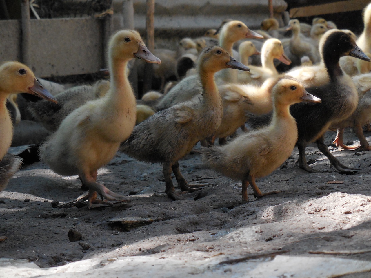 Myanmar Duck Tales - Dedaye | Kiva