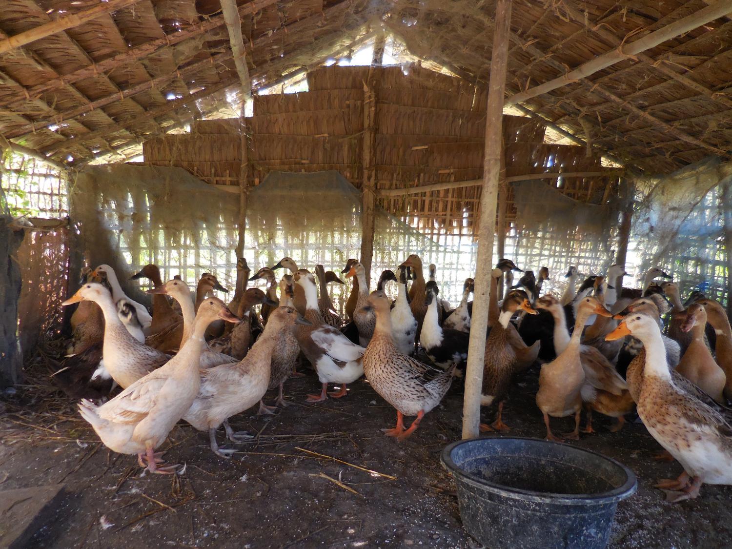 Domestic Duck House Plans