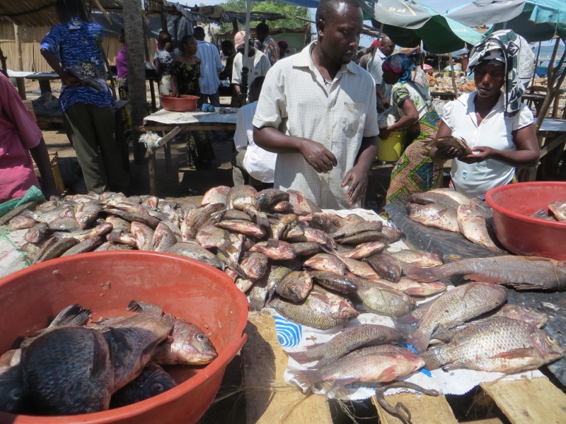 Work trip to Lake Victoria ends with Checking Fish on a Flight | Kiva