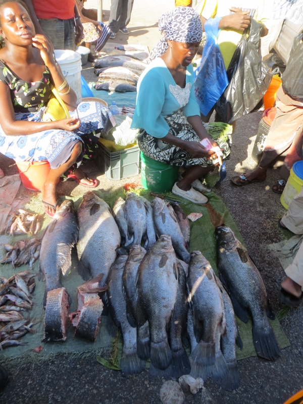 Work trip to Lake Victoria ends with Checking Fish on a Flight | Kiva