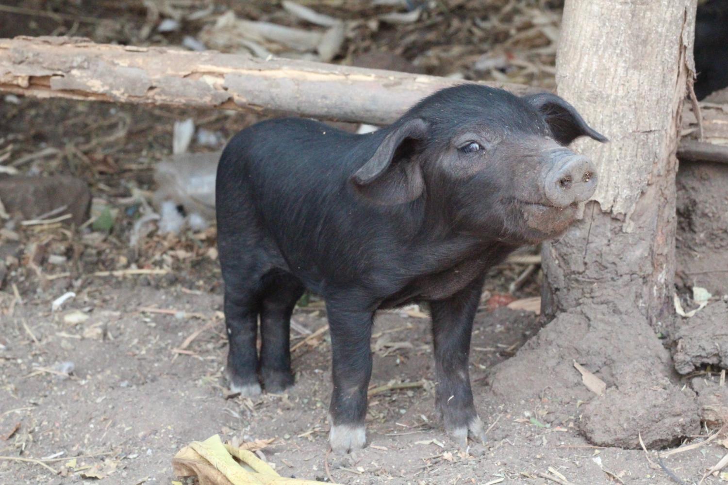 Malawi - The Warm Heart of Africa | Kiva